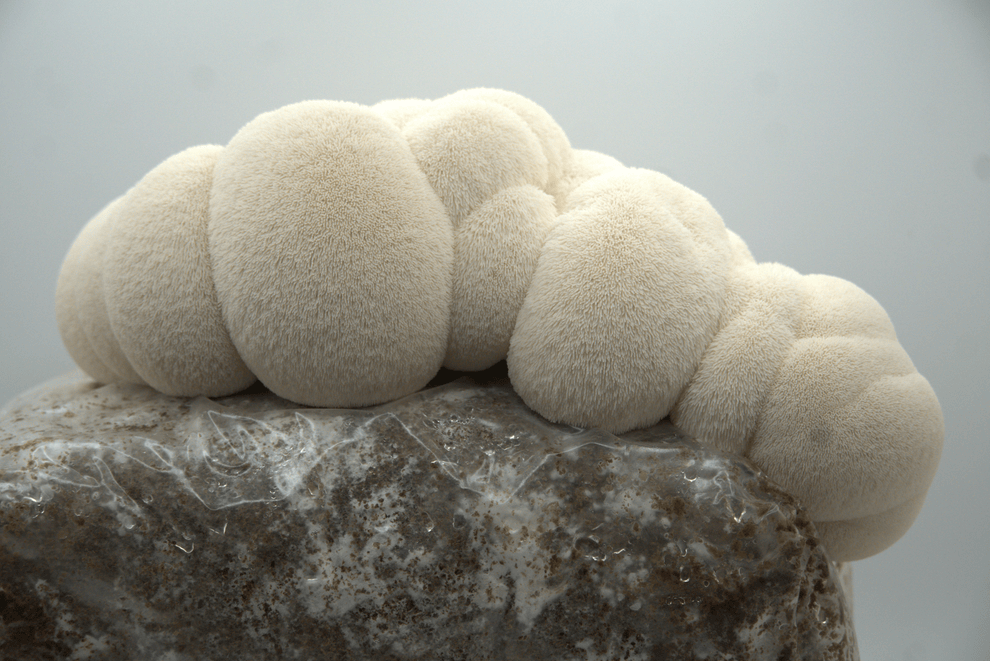 Lions Mane Ready to Fruit Substrate – Cap N Stem