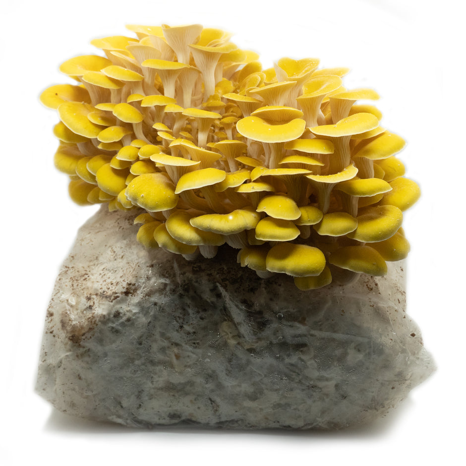 Ready to Fruit Substrate – Cap N Stem