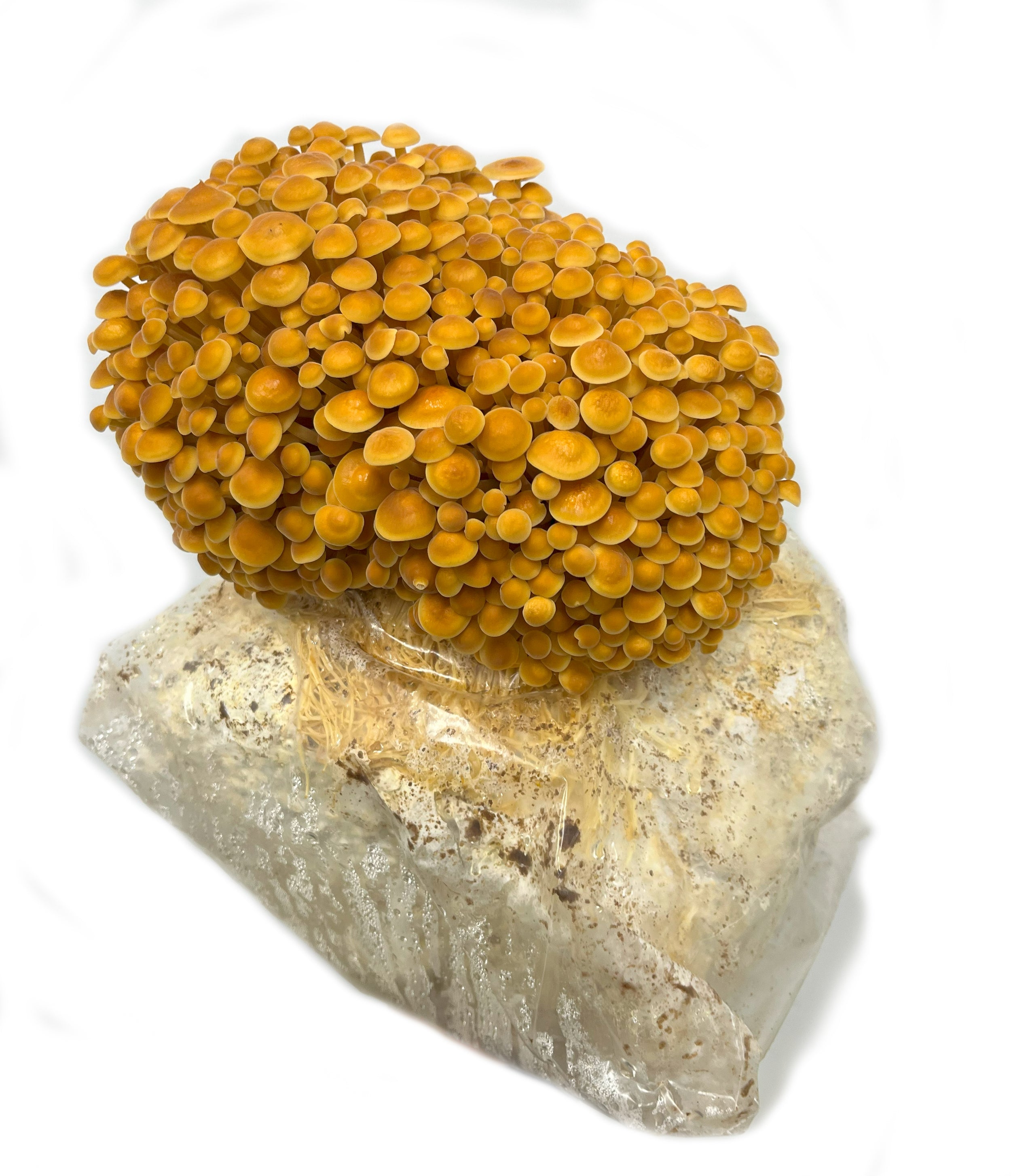 Discover Our Strains – Cap N Stem