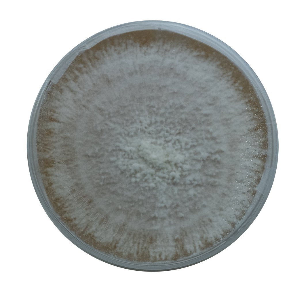Discover Our Strains – Cap N Stem