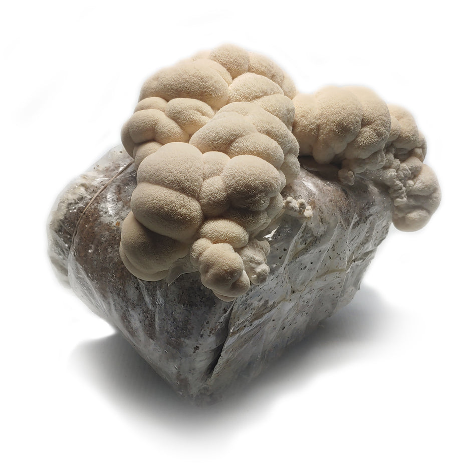 Ready to Fruit Substrate – Cap N Stem