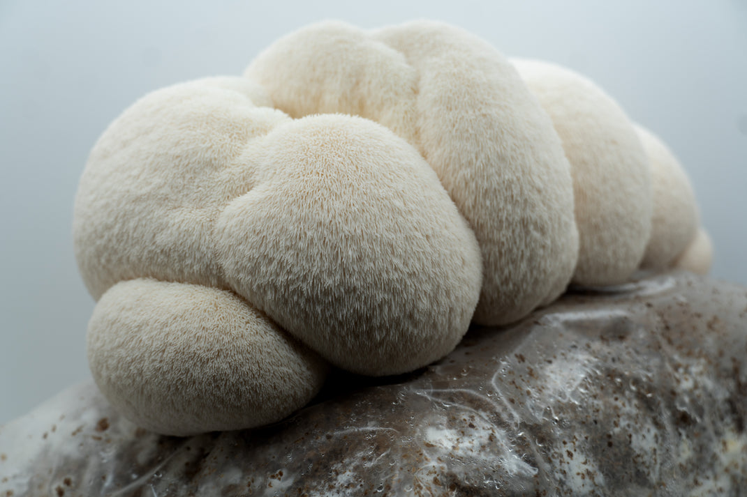 Discover Our Strains – Cap N Stem