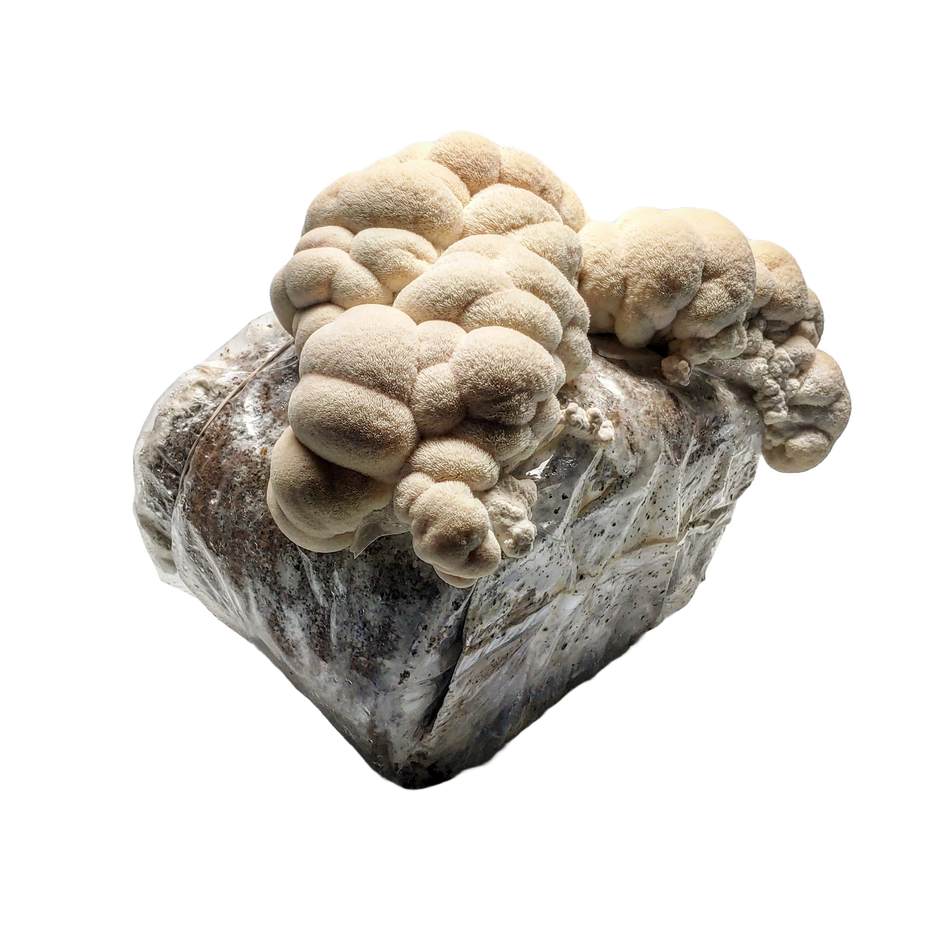 Ready to Fruit Substrate – Cap N Stem