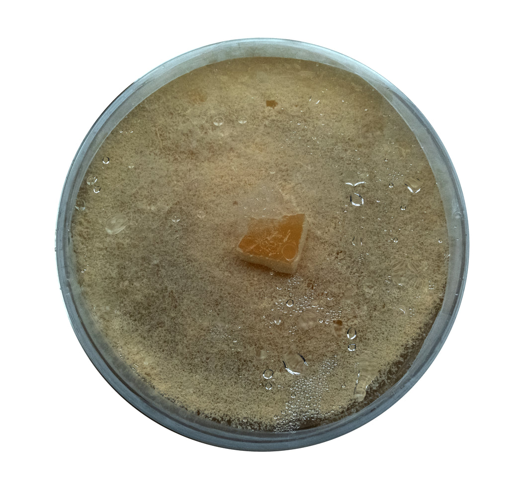 Cultures On Agar – Page 2 – Cap N Stem