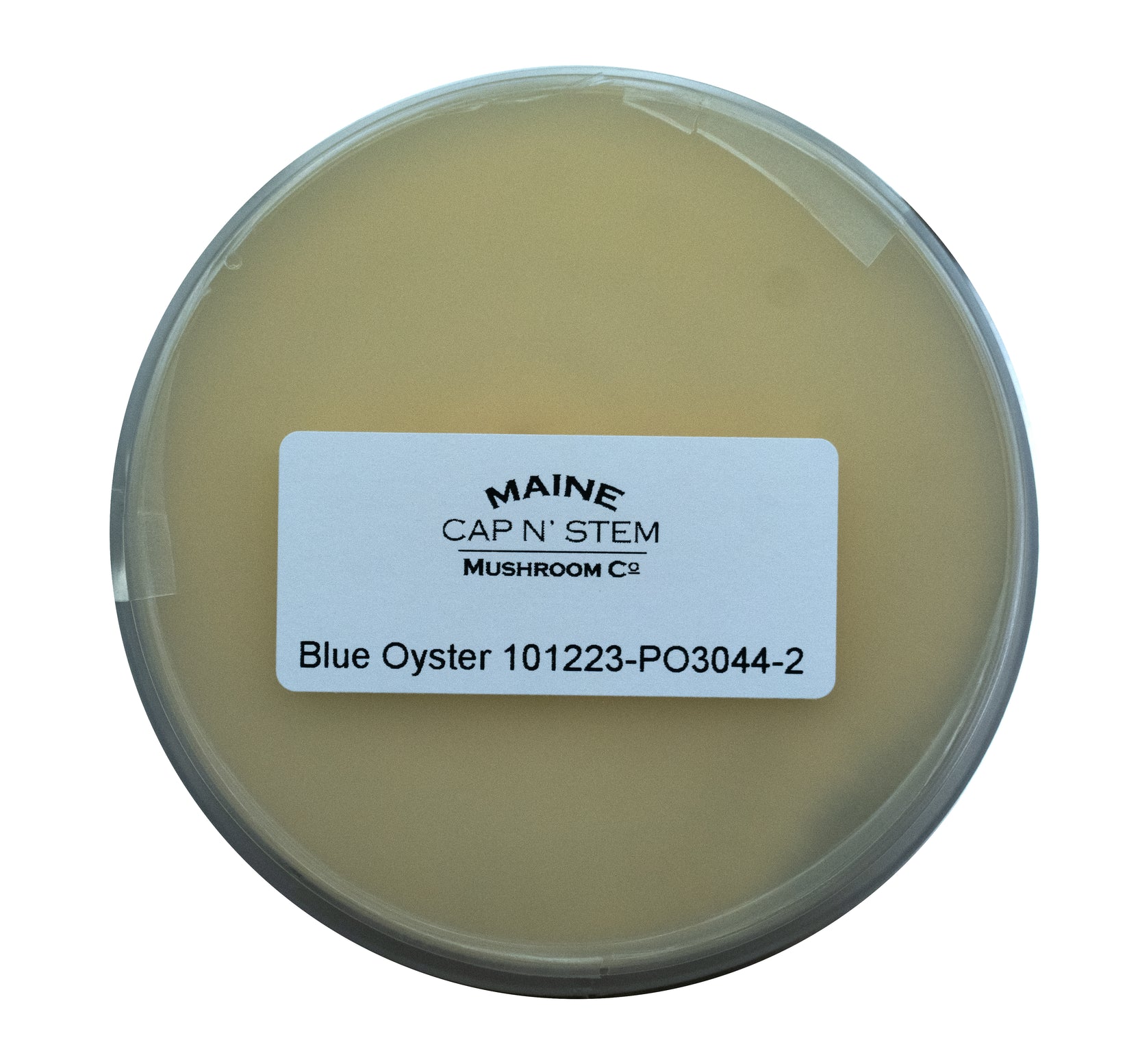 Blue Oyster Culture – Cap N Stem