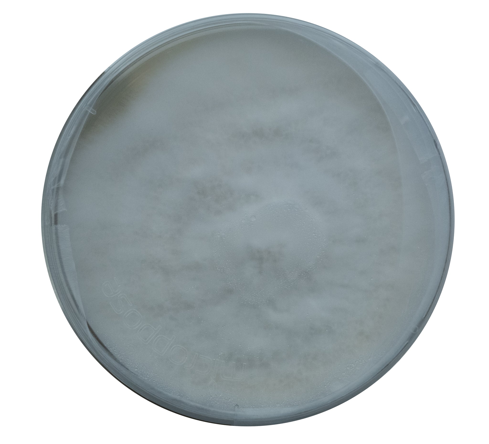 Blue Oyster Culture – Cap N Stem