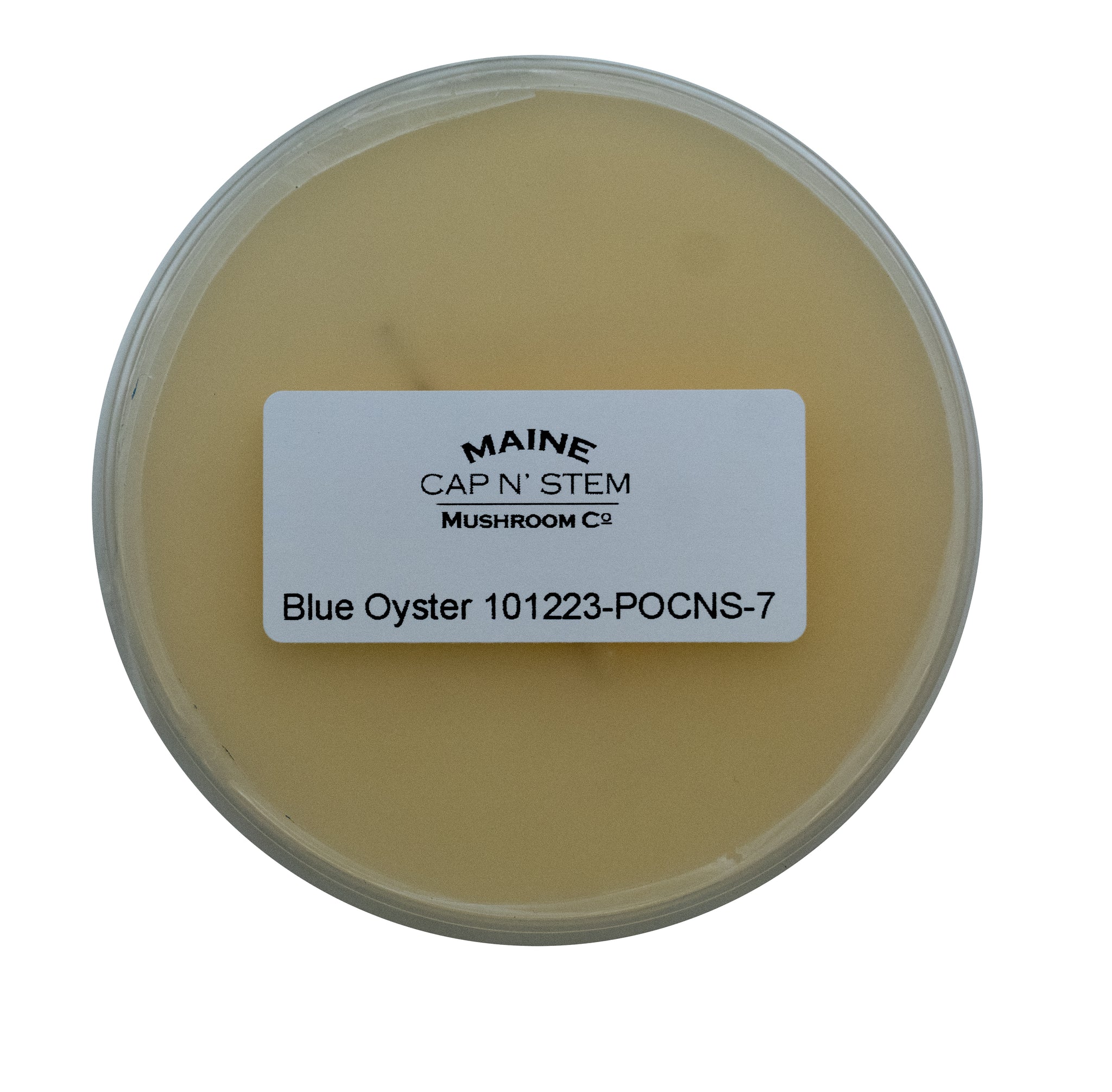 Blue Oyster Culture – Cap N Stem