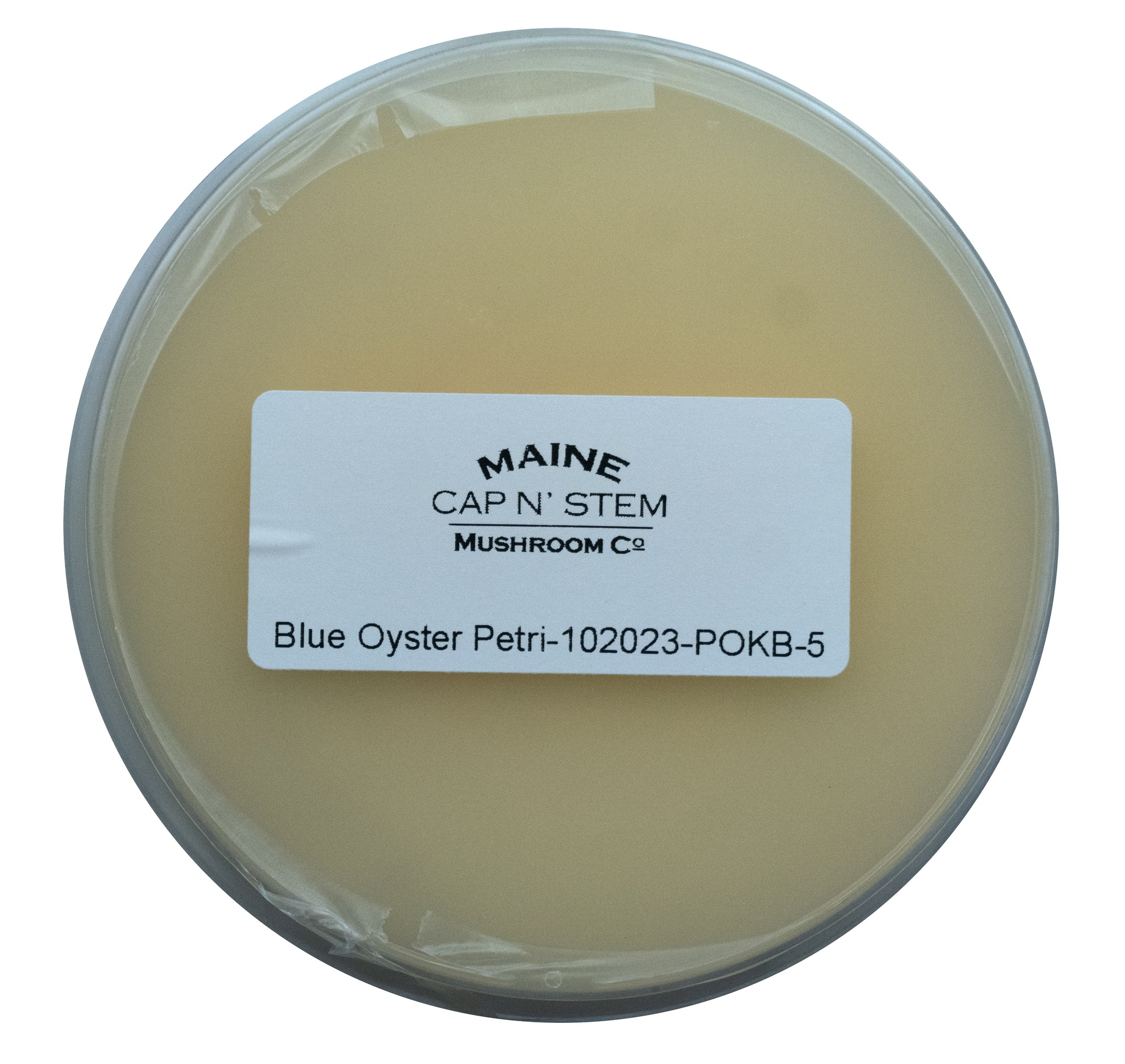 Blue Oyster Culture – Cap N Stem