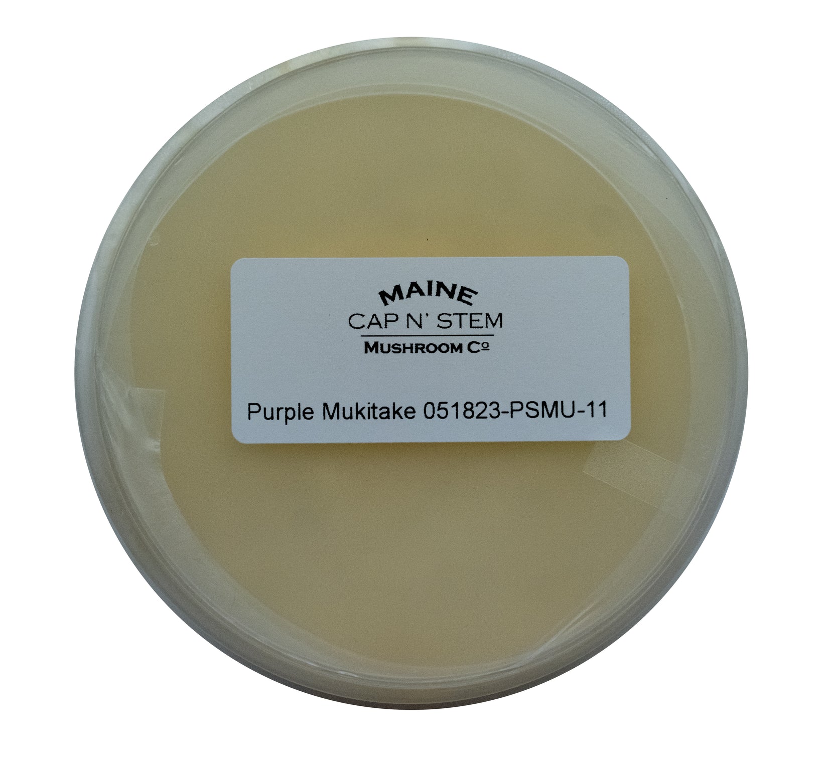 Purple Mukitake Culture – Cap N Stem