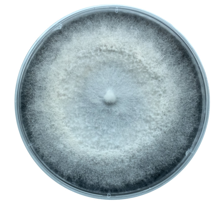 Agar Cultures – Cap N Stem